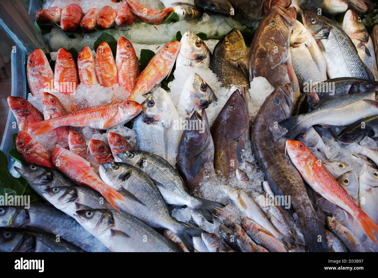 A selection of freshly caught sea fish on a restaurant’s counter ...