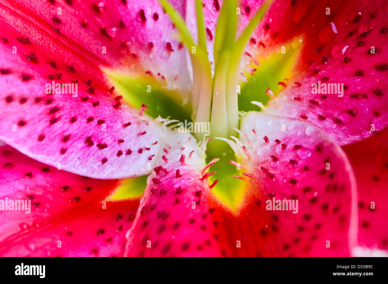 Fragrant lilies close up Stock Photo - Alamy