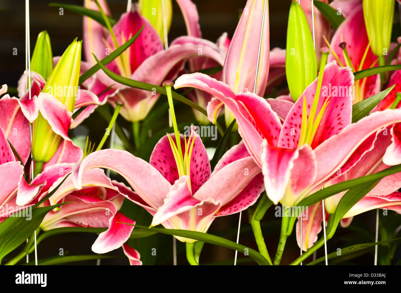 Many Pink lilly Stock Photo - Alamy