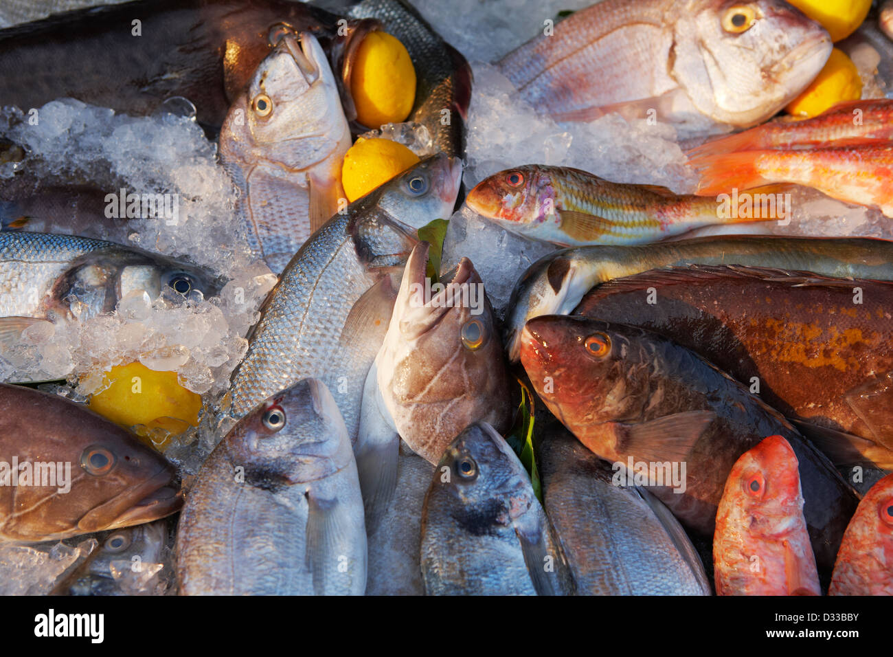 A selection of freshly caught sea fish on a restaurant’s counter ...