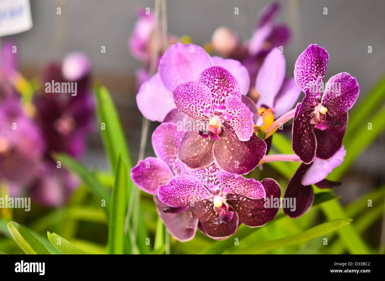 Orchid hybrids hi-res stock photography and images - Alamy
