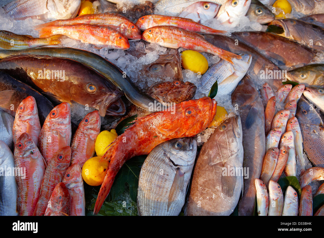 A selection of freshly caught sea fish on a restaurant’s counter ...