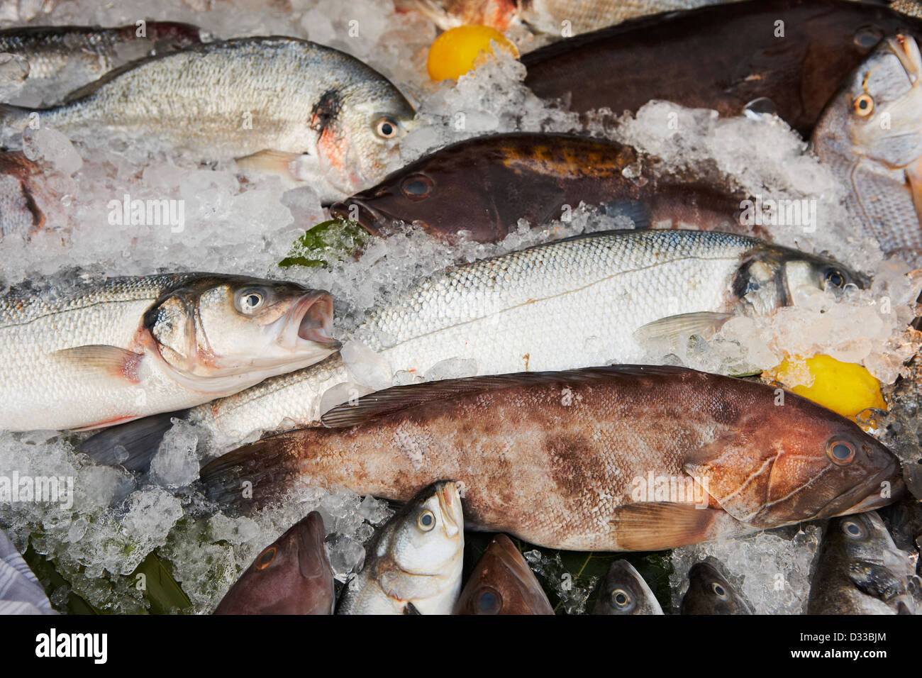 A selection of freshly caught sea fish on a restaurant’s counter ...