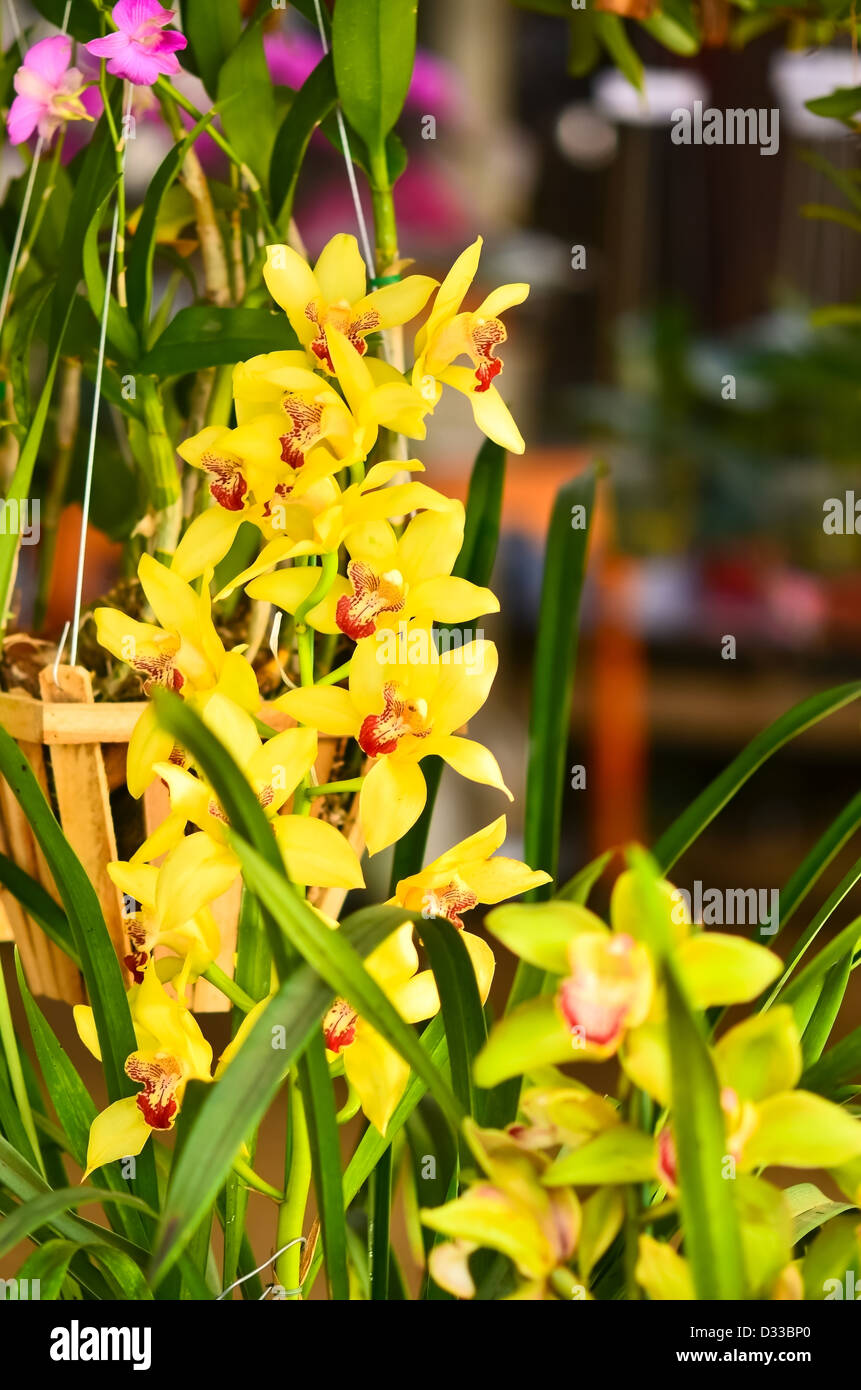 Yellow orchids hi-res stock photography and images - Alamy