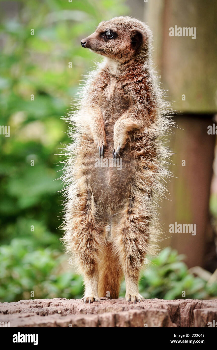 Meerkat standing up paignton zoo hi-res stock photography and images ...