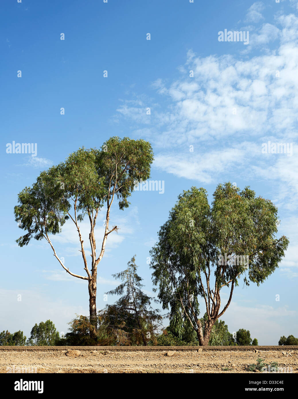 Arid Trees
