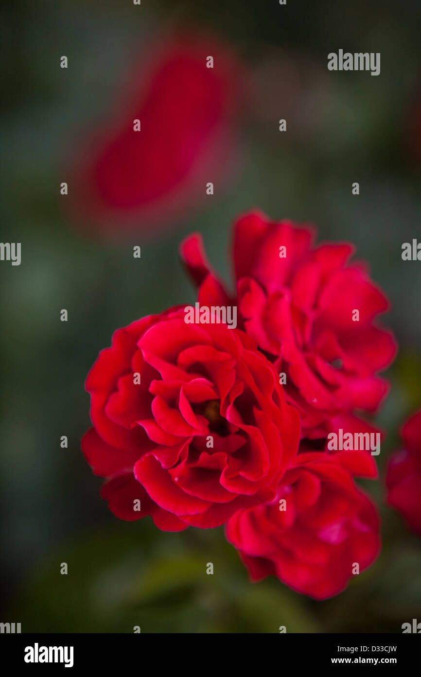 Red Rose petals in Gardens Melbourne Victoria Australia Au red roses in ...