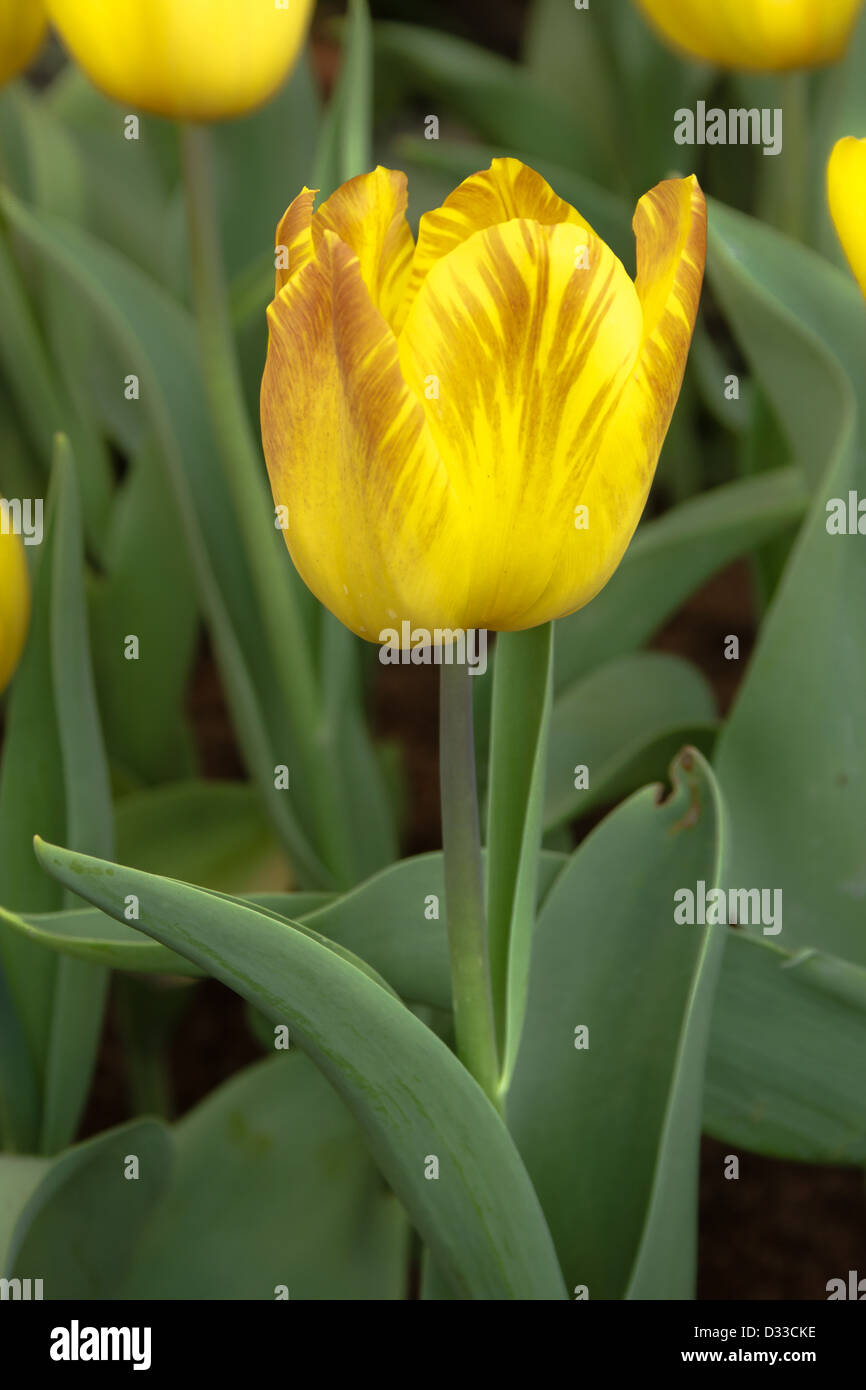 fresh yellow tulip in garden Stock Photo - Alamy