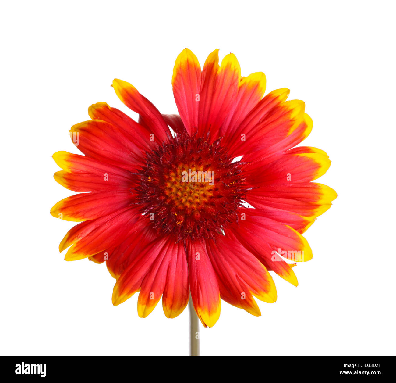 Gaillardia grandiflora hi-res stock photography and images - Alamy