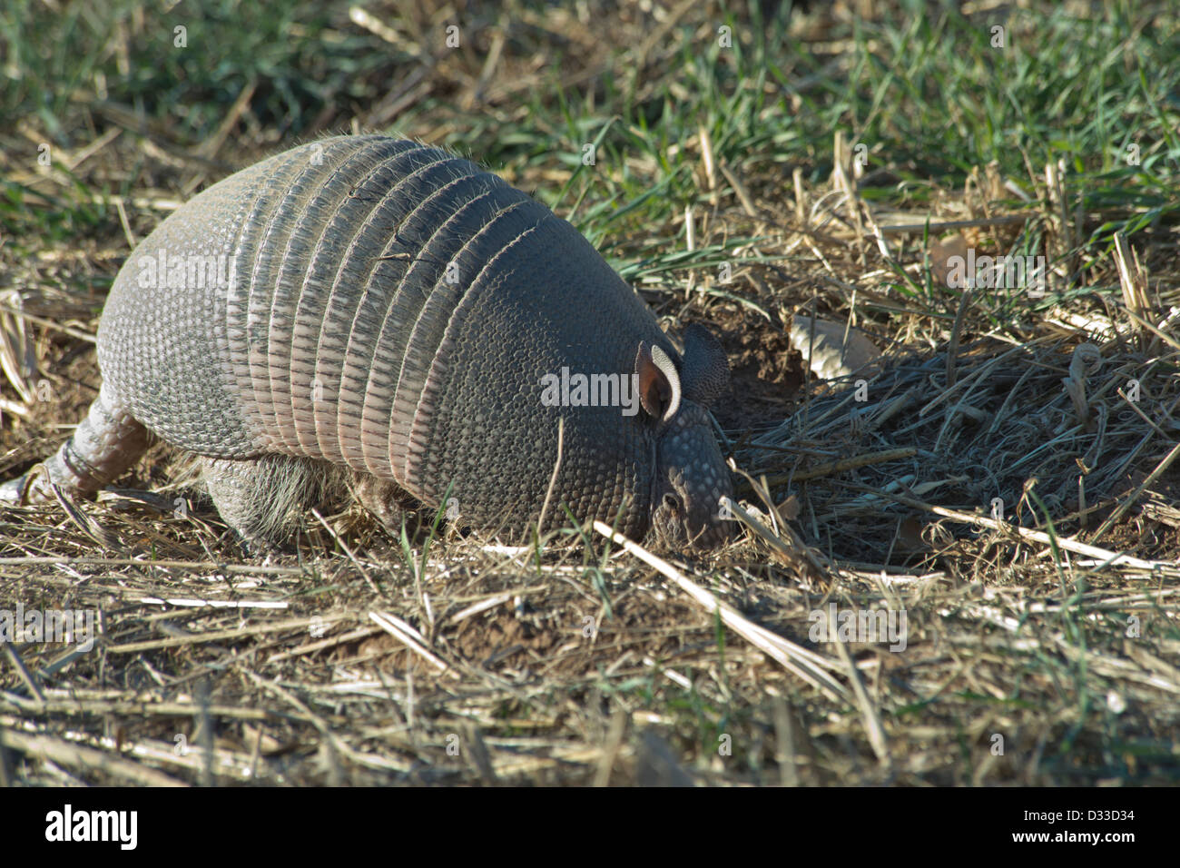 Nine banded armadillos hi-res stock photography and images - Alamy