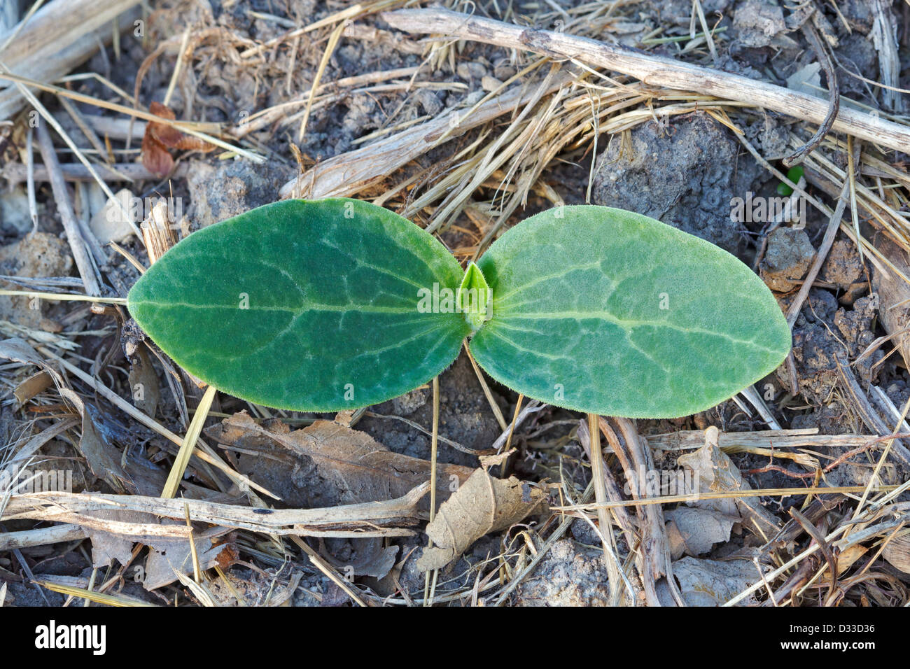 Cotyledon seed germination hi-res stock photography and images - Alamy