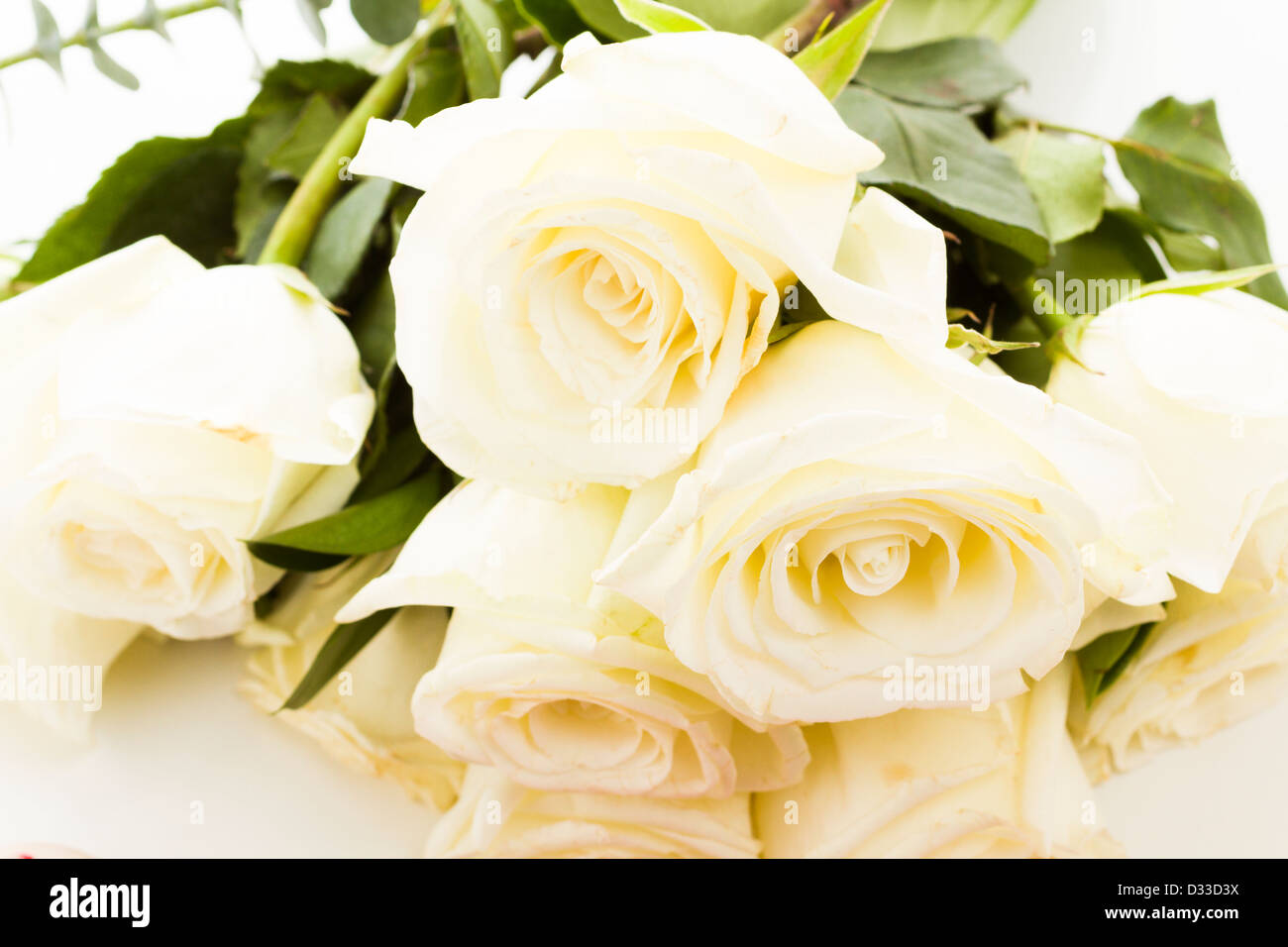 White fresh roses in a bouquet Stock Photo - Alamy