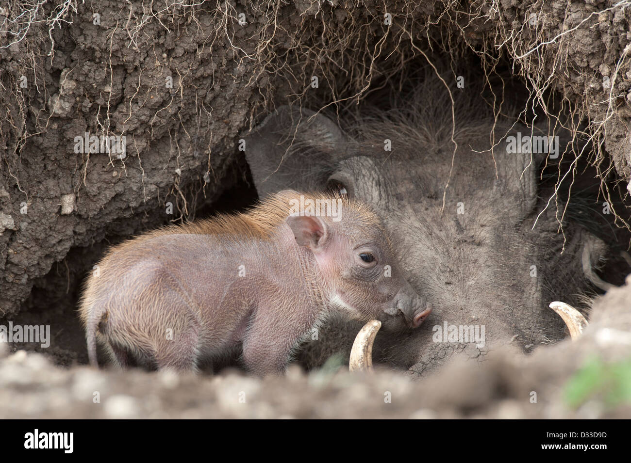 Warthog (Phacochoerus africanus) with baby, Maasai Mara National ...