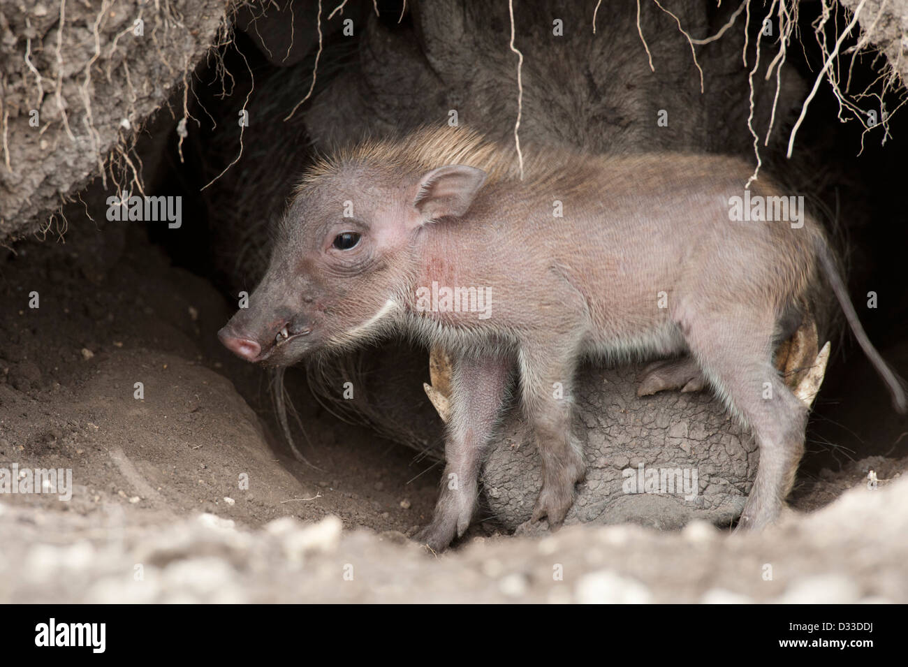 Warthog (Phacochoerus africanus) with baby, Maasai Mara National ...