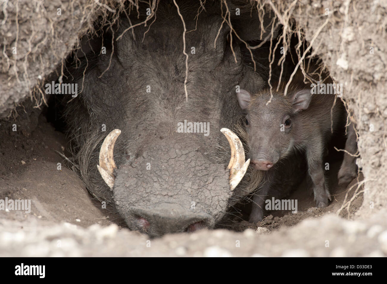 Warthog (Phacochoerus africanus) with baby, Maasai Mara National ...