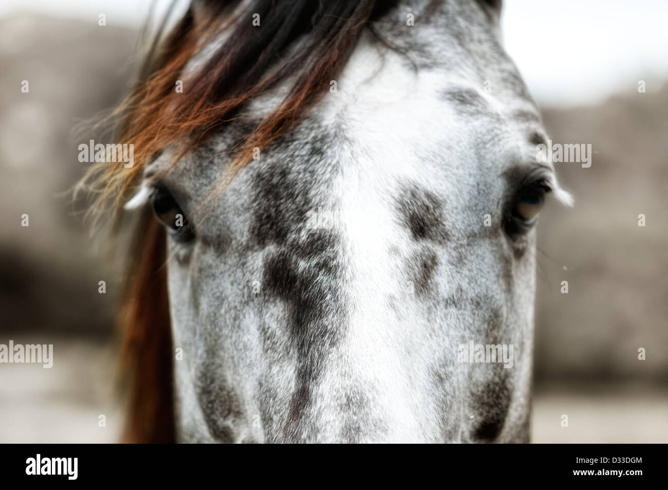 Head of a wild horse in the wilderness Stock Photo - Alamy