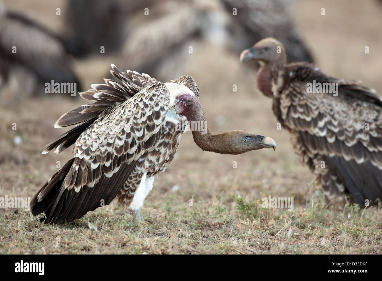 Rüppell's Vulture (Gyps rueppellii), Maasai Mara National Reserve ...