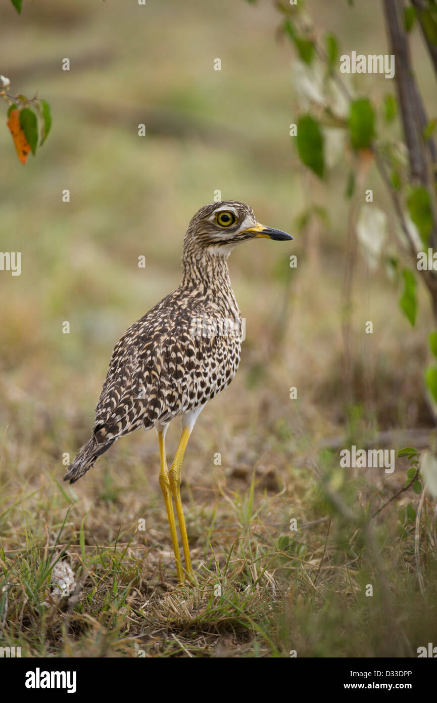 Spotted Thick-knee, Burhinus capensis, Maasai Mara National Reserve ...