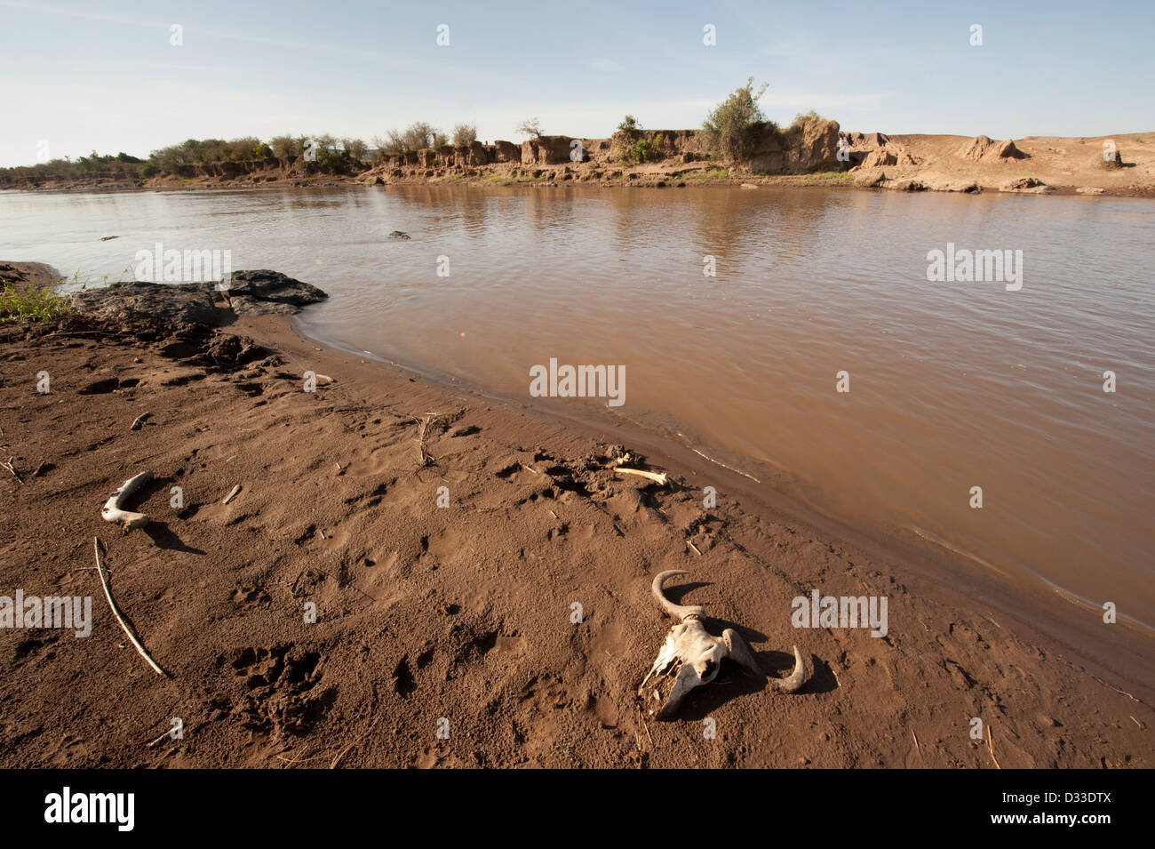 Wildebeest skull next to the Mara river, Maasai Mara National Reserve ...