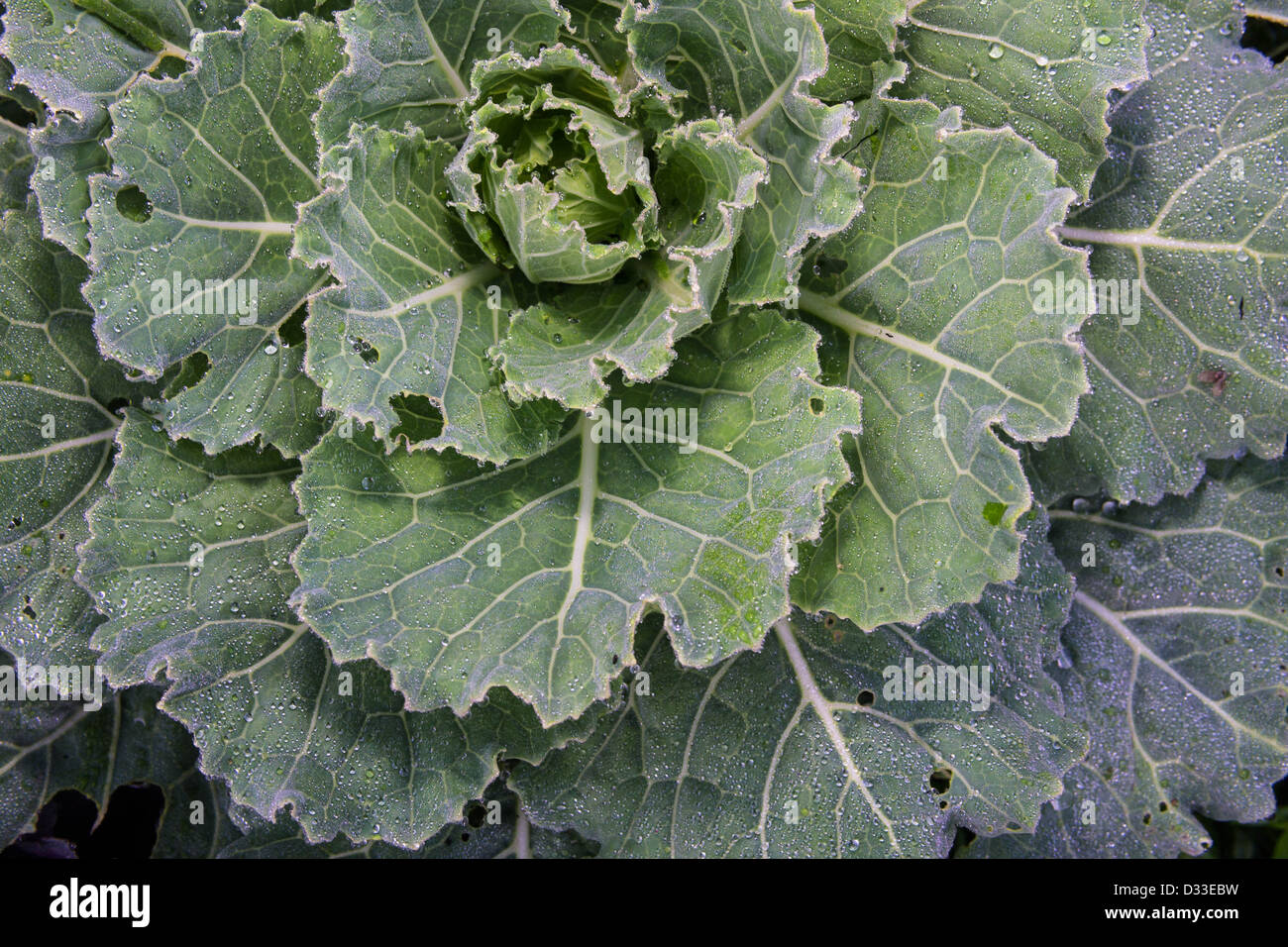 Cabbage tower hi-res stock photography and images - Alamy