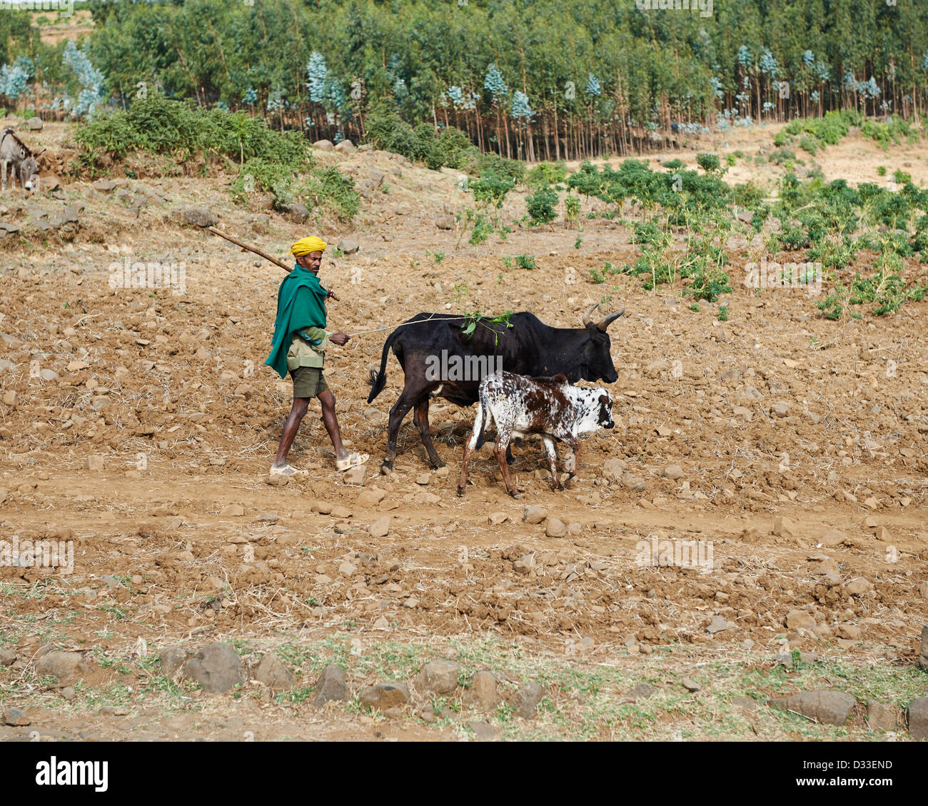 A villager tends a cow and her calf on a dirt path on the way to the ...