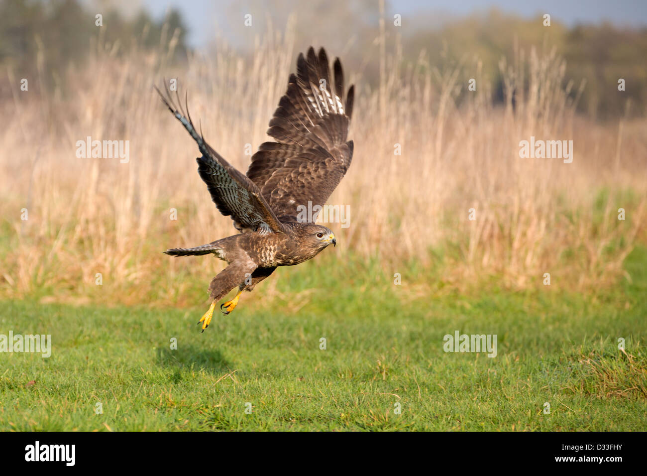 Buzzard in flight hi-res stock photography and images - Alamy