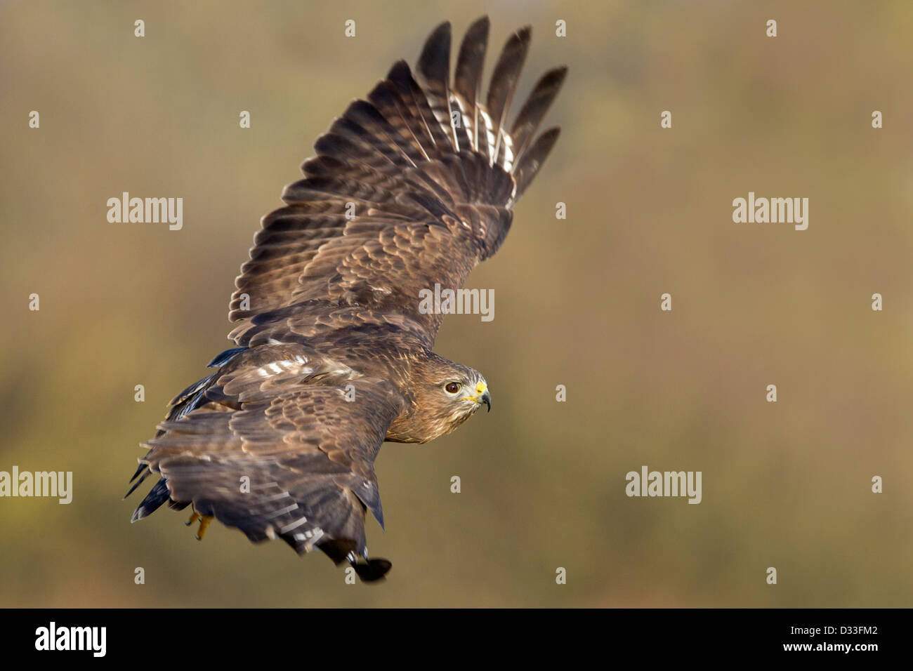 Buzzard in flight hi-res stock photography and images - Alamy