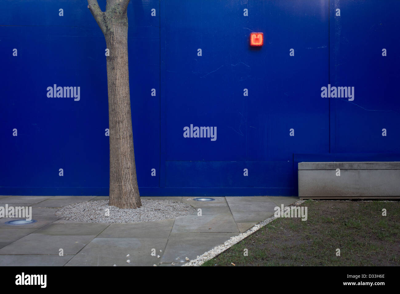 An urban tree is protected from a construction site by blue hoarding ...