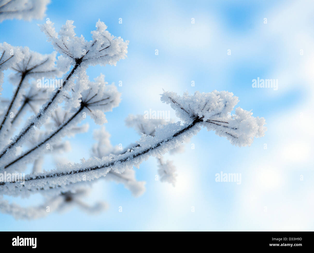 Winter landscape.Winter scene .Frozenned flower Stock Photo - Alamy
