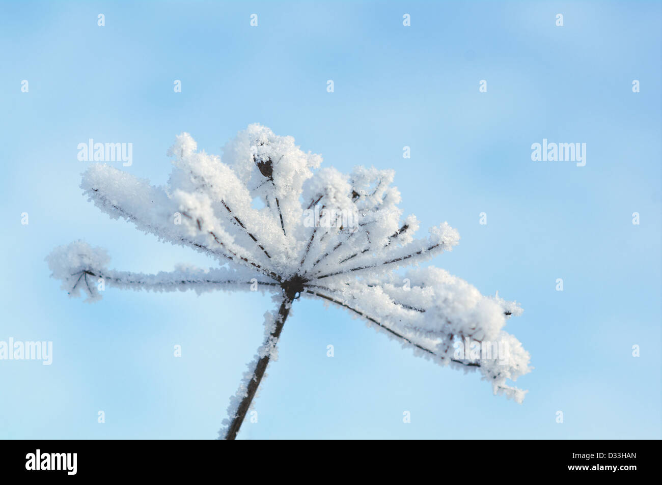 Winter landscape.Winter scene .Frozenned flower Stock Photo - Alamy