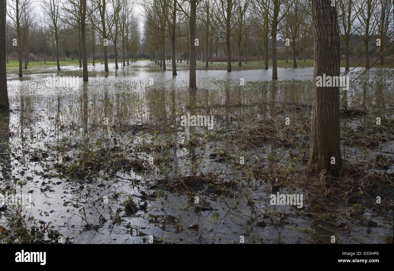 Cricket bat willow trees hi-res stock photography and images - Alamy