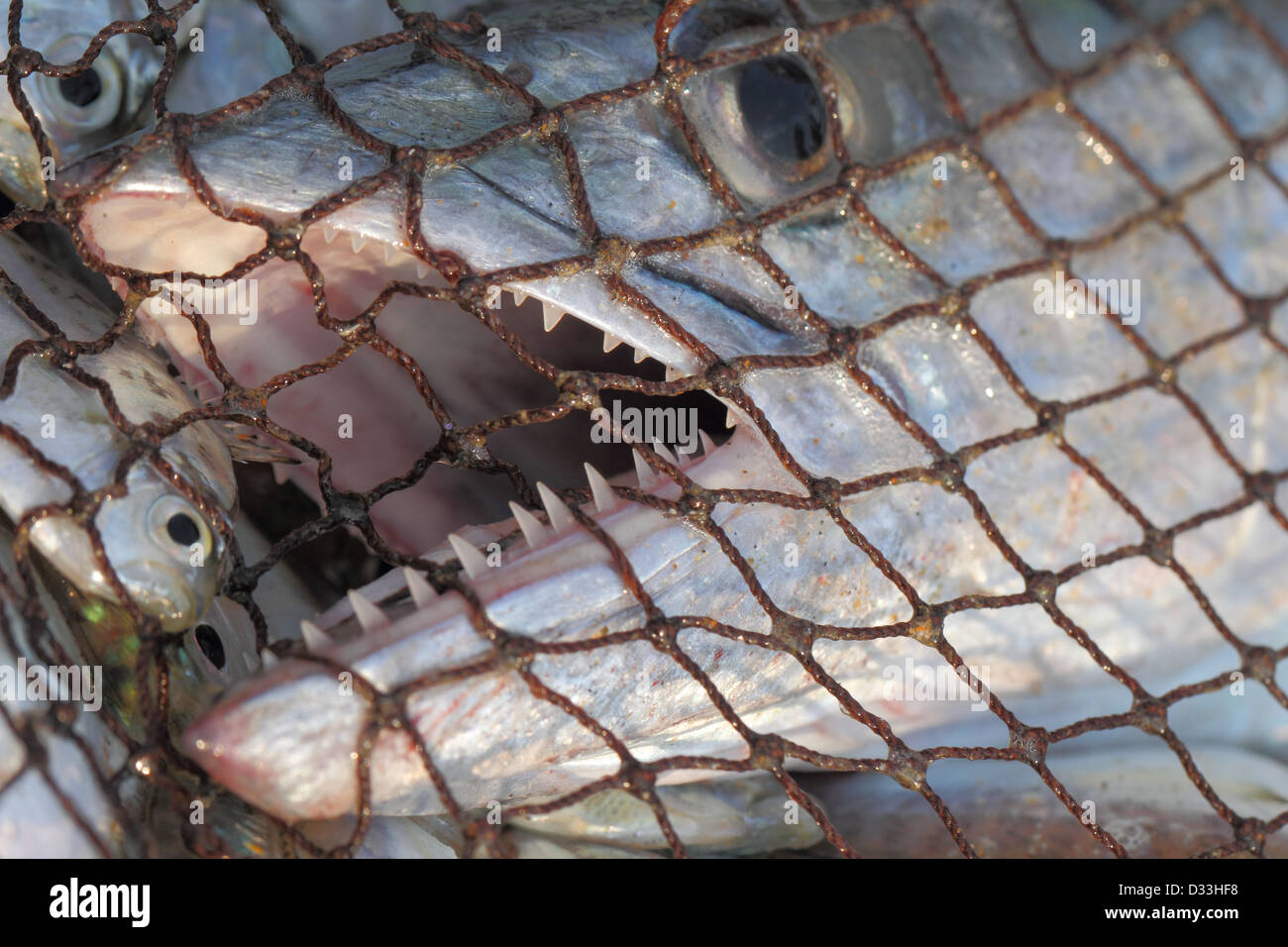 Fish Net High Resolution Stock Photography and Images - Alamy