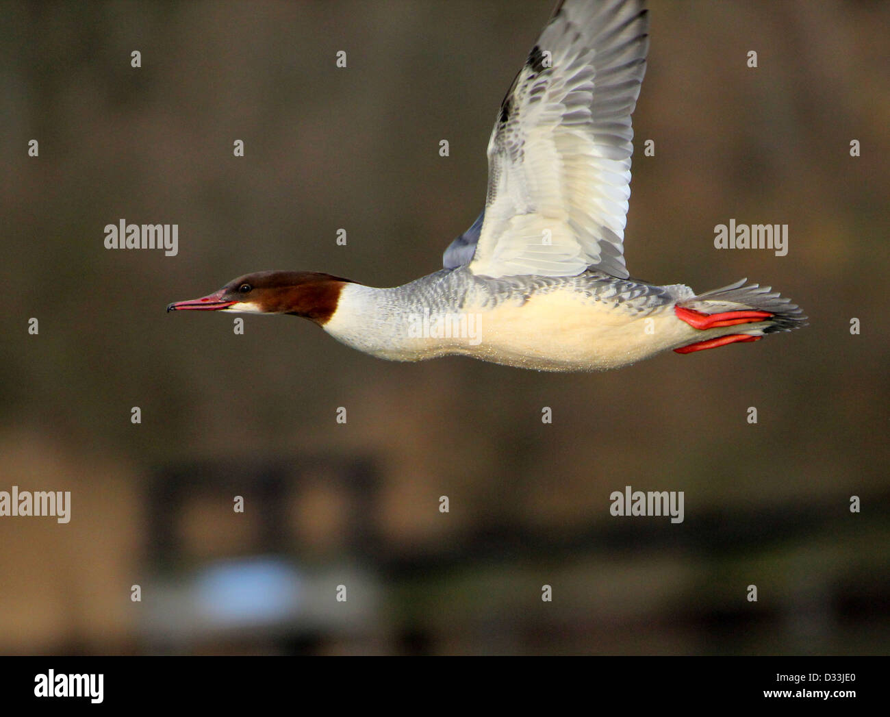 Female Common Merganser High Resolution Stock Photography and Images ...