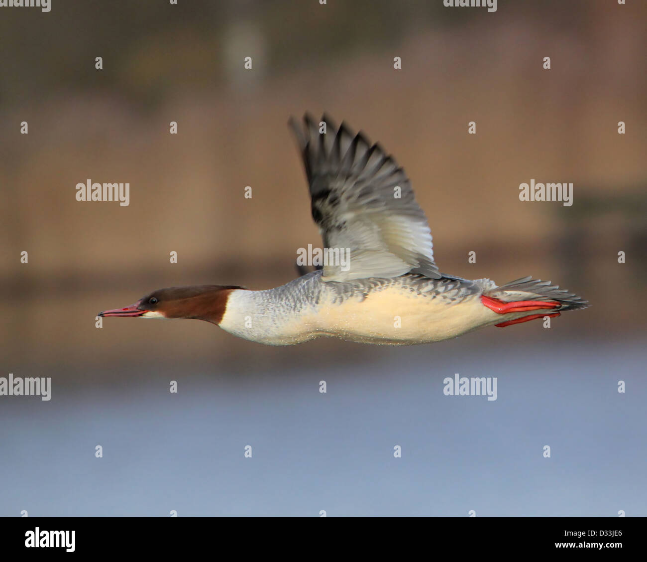 Female Common Merganser High Resolution Stock Photography and Images ...