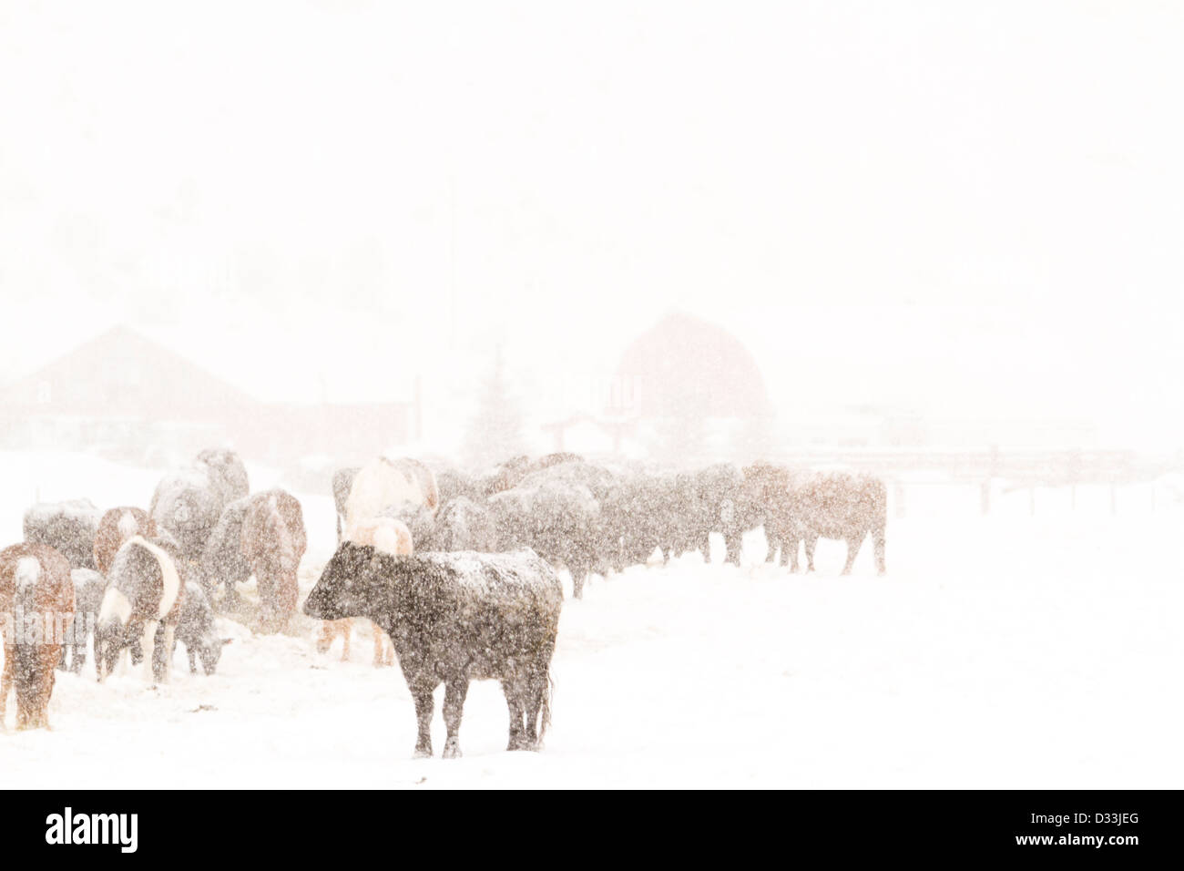 Cow in field beef cattle Cut Out Stock Images & Pictures - Alamy