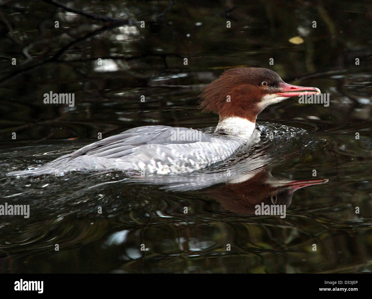 Female European common Merganser (Mergus merganser, a.k.a Goosander ...