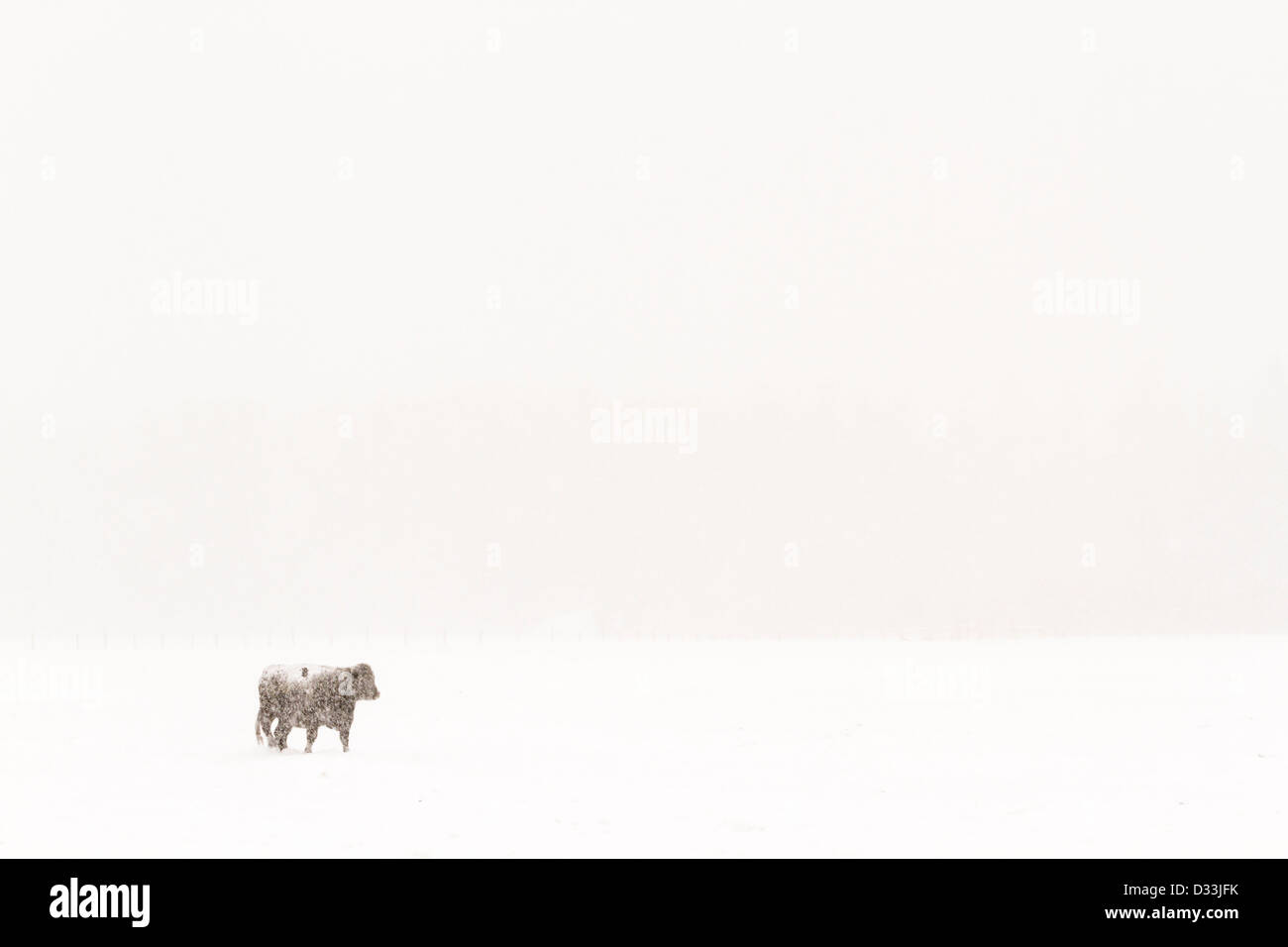 Cow in field beef cattle Cut Out Stock Images & Pictures - Alamy
