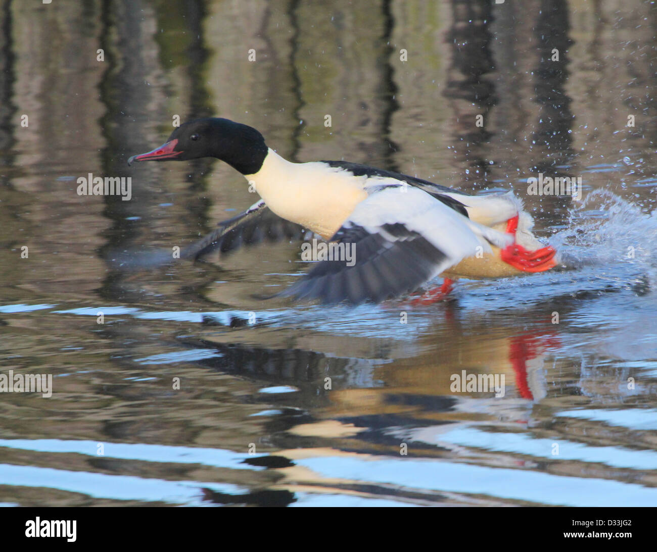 Male common Merganser (Mergus merganser, a.k.a Goosander) taking off ...