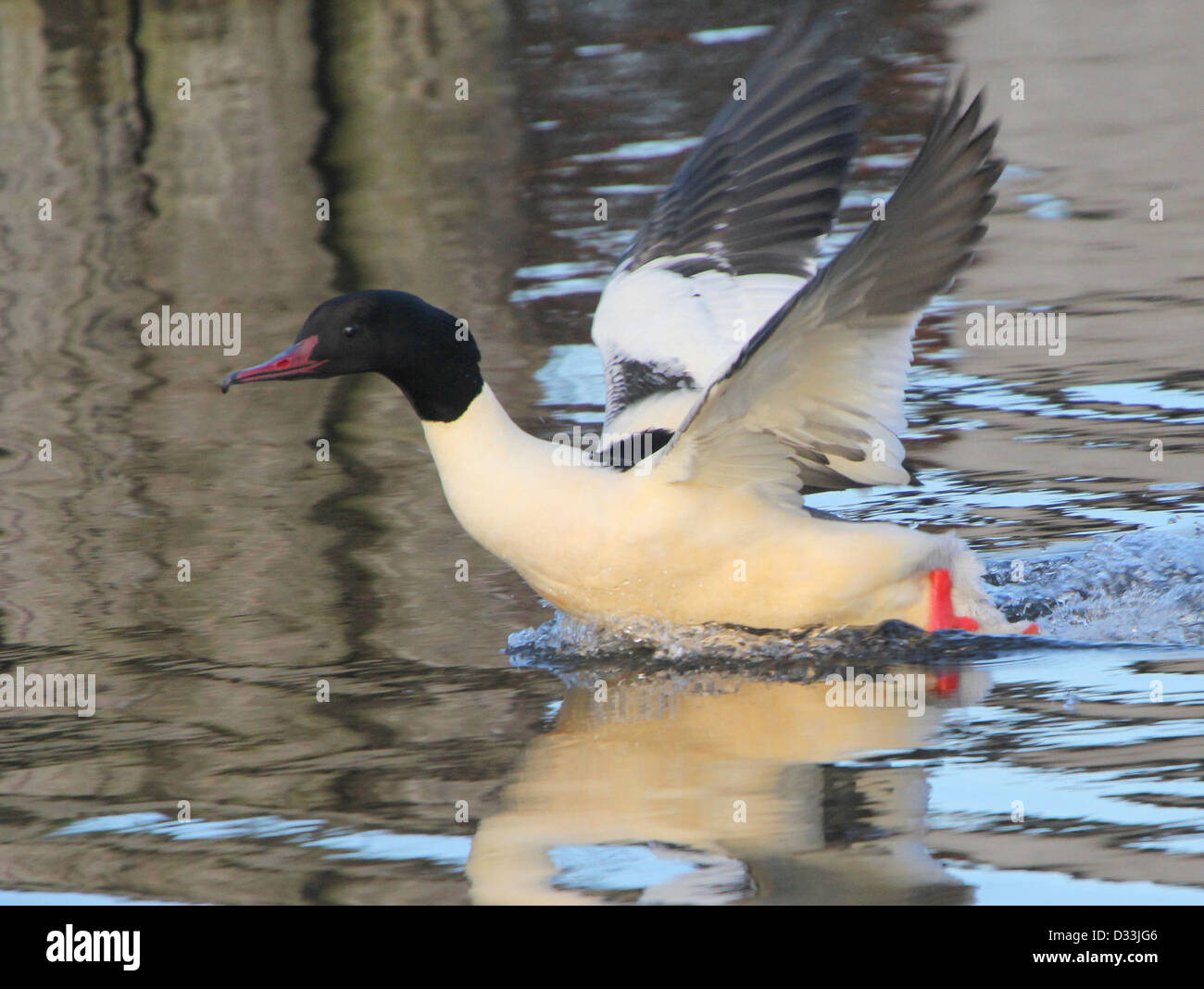 Male common Merganser (Mergus merganser, a.k.a Goosander) taking off ...