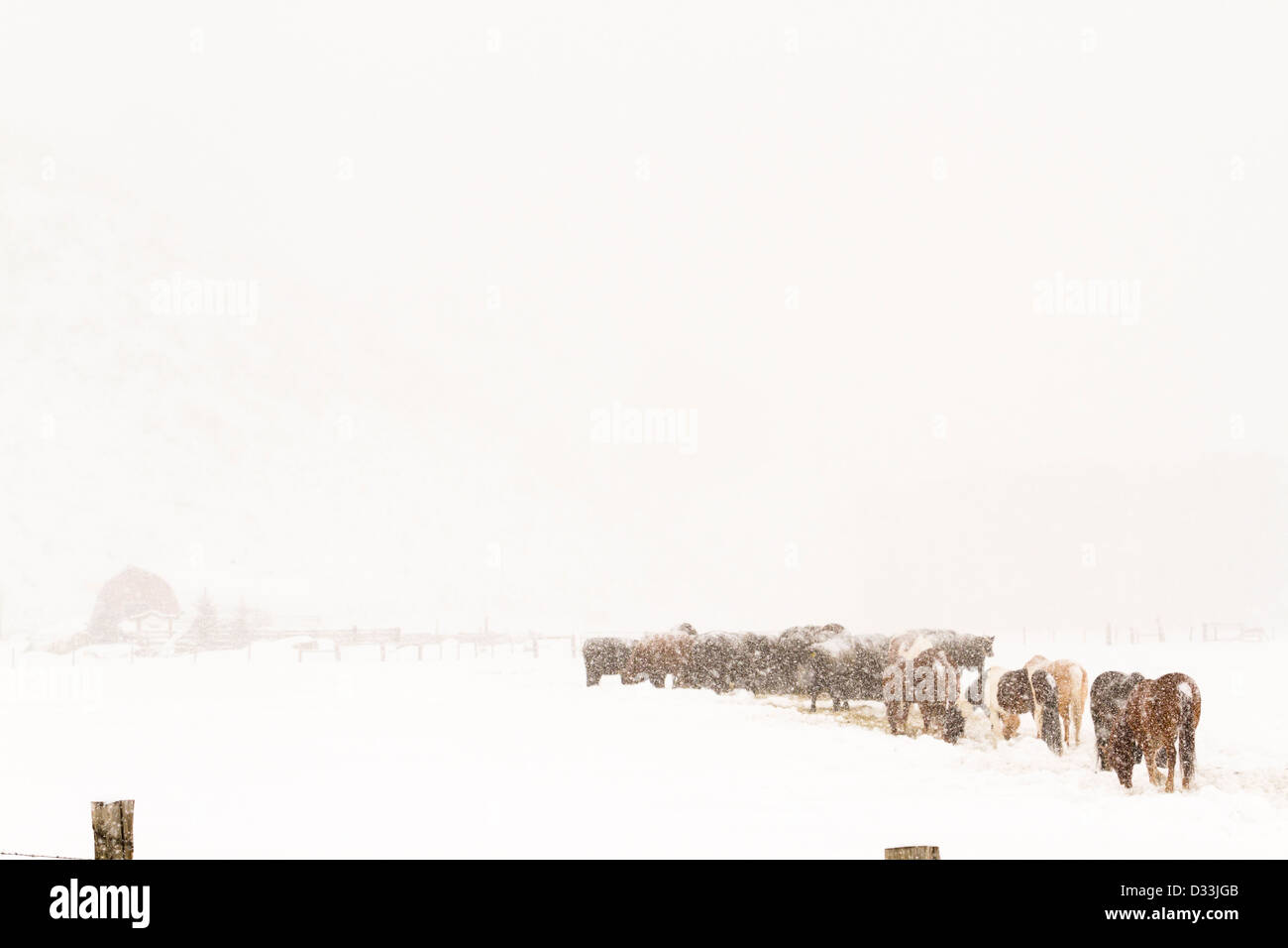 Beef cows snow Cut Out Stock Images & Pictures - Alamy