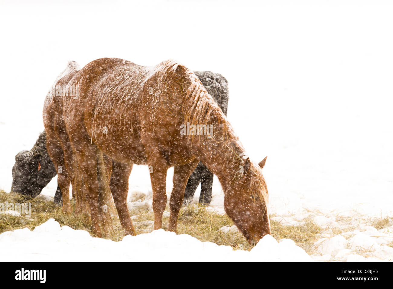 Western cattle storm hi-res stock photography and images - Alamy