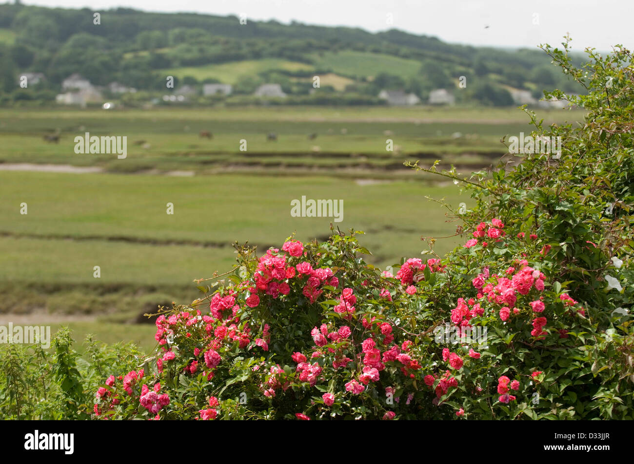Marshfield House in Crofty near Swansea, which is on the market with ...
