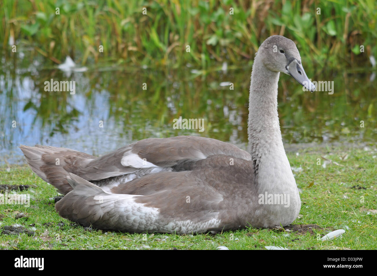 Mute Swan Cygnet Stock Photo - Alamy