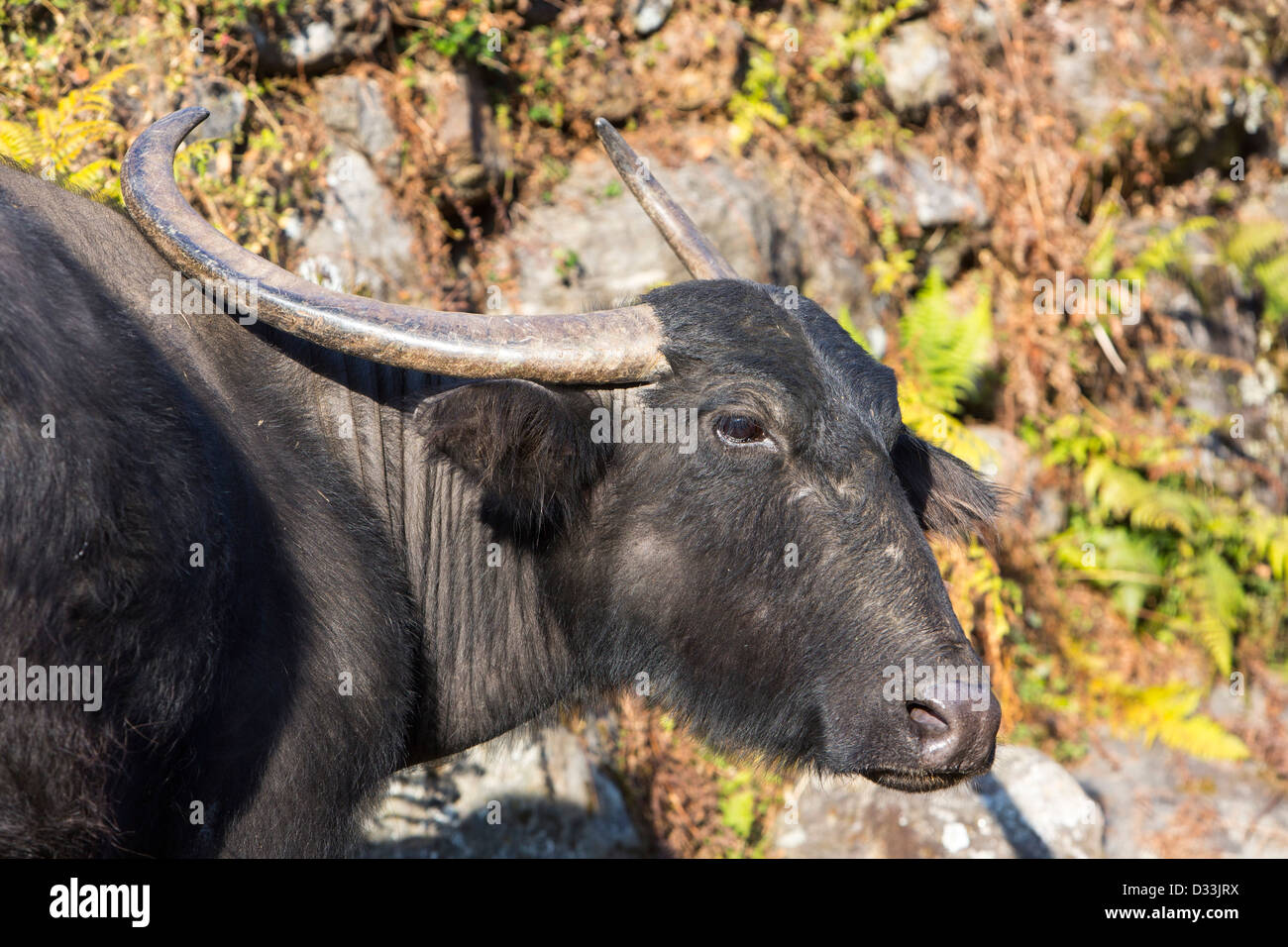 Animal ox hi-res stock photography and images - Alamy