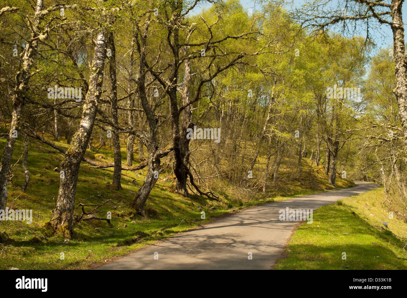 Road through birch trees Stock Photo - Alamy