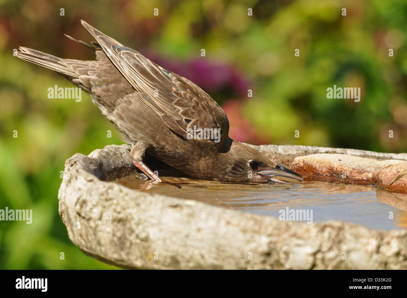 Young Starling drinking Stock Photo - Alamy