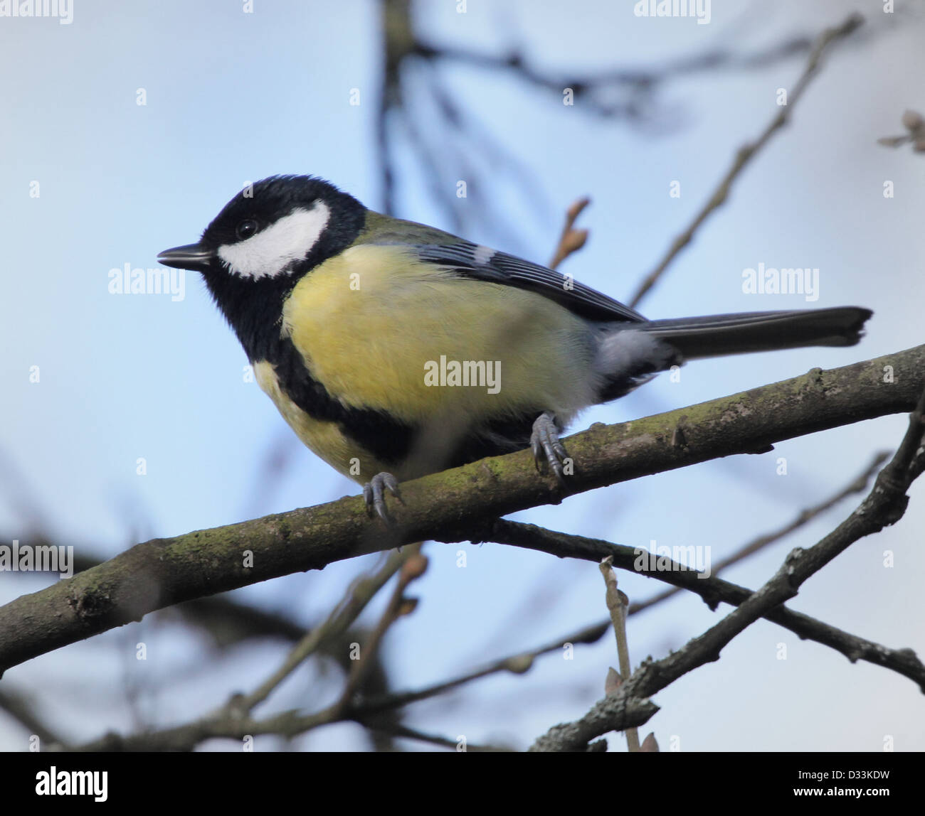European Great Tit (Parus major) posing on a branch Stock Photo - Alamy