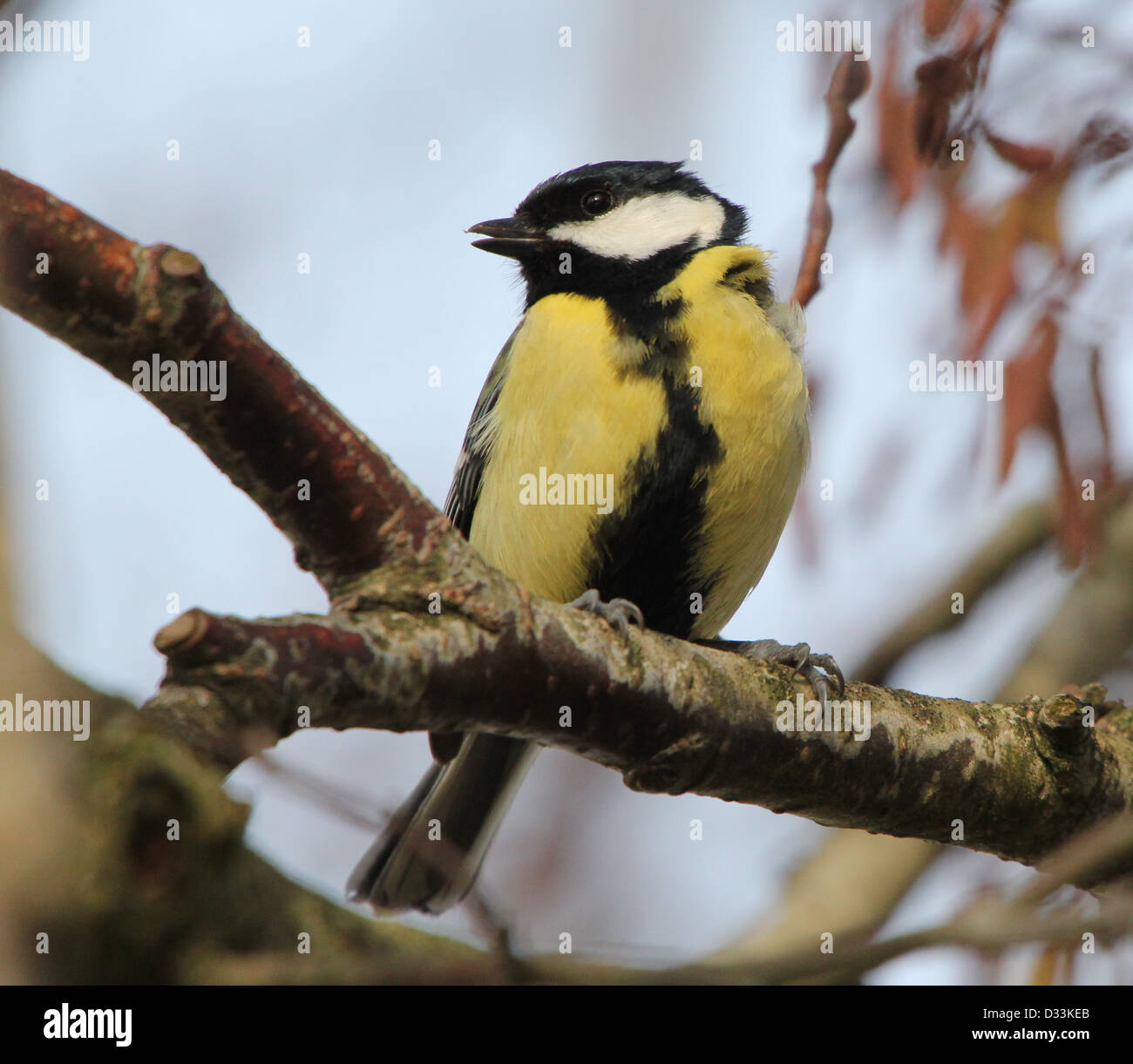 Cheerful and chirpy male European Great Tit (Parus major) posing on a ...