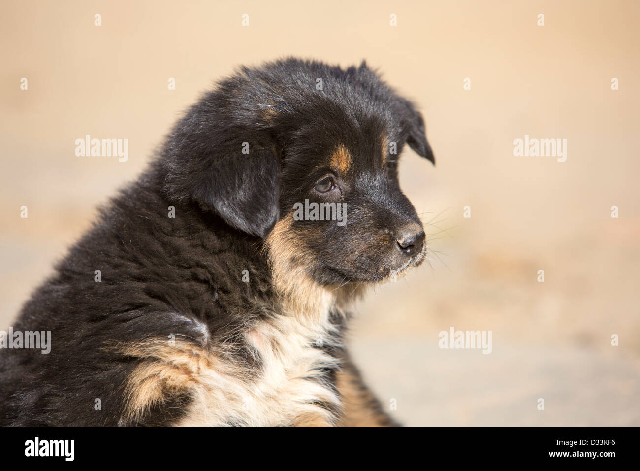 Himalayas dog hi-res stock photography and images - Alamy