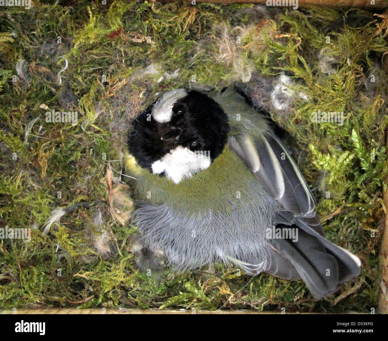 Female European Great Tit (Parus major) on her nest Stock Photo - Alamy